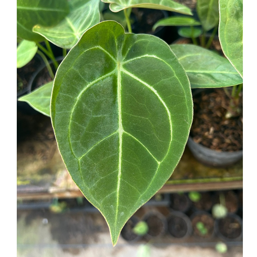 Jual Anthurium Forgetti| Anthurium| Kuping Gajah | Shopee Indonesia