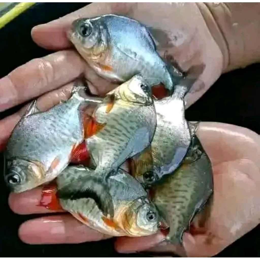 Jual bibit ikan bawal | Shopee Indonesia