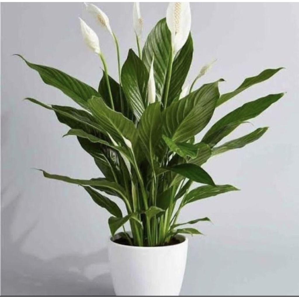 Jual Pohin Sepatu Film / Peace Lily Tanaman Hias Indoor Sepatu Fim ...