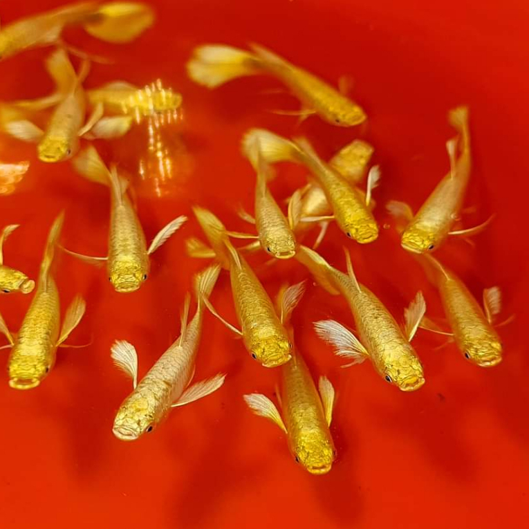 Jual BELI 5 BONUS 1 - ikan hias Guppy Full Gold - Line VIETNAM - Good Genetic - Guppy Emas 24K ...