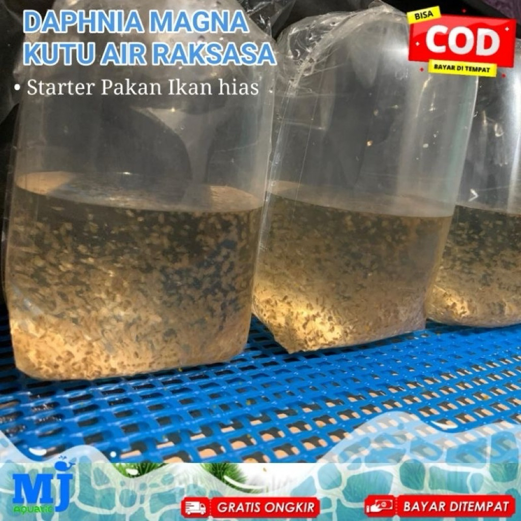 Jual DAPHNIA MAGNA Kutu air raksasa | Shopee Indonesia