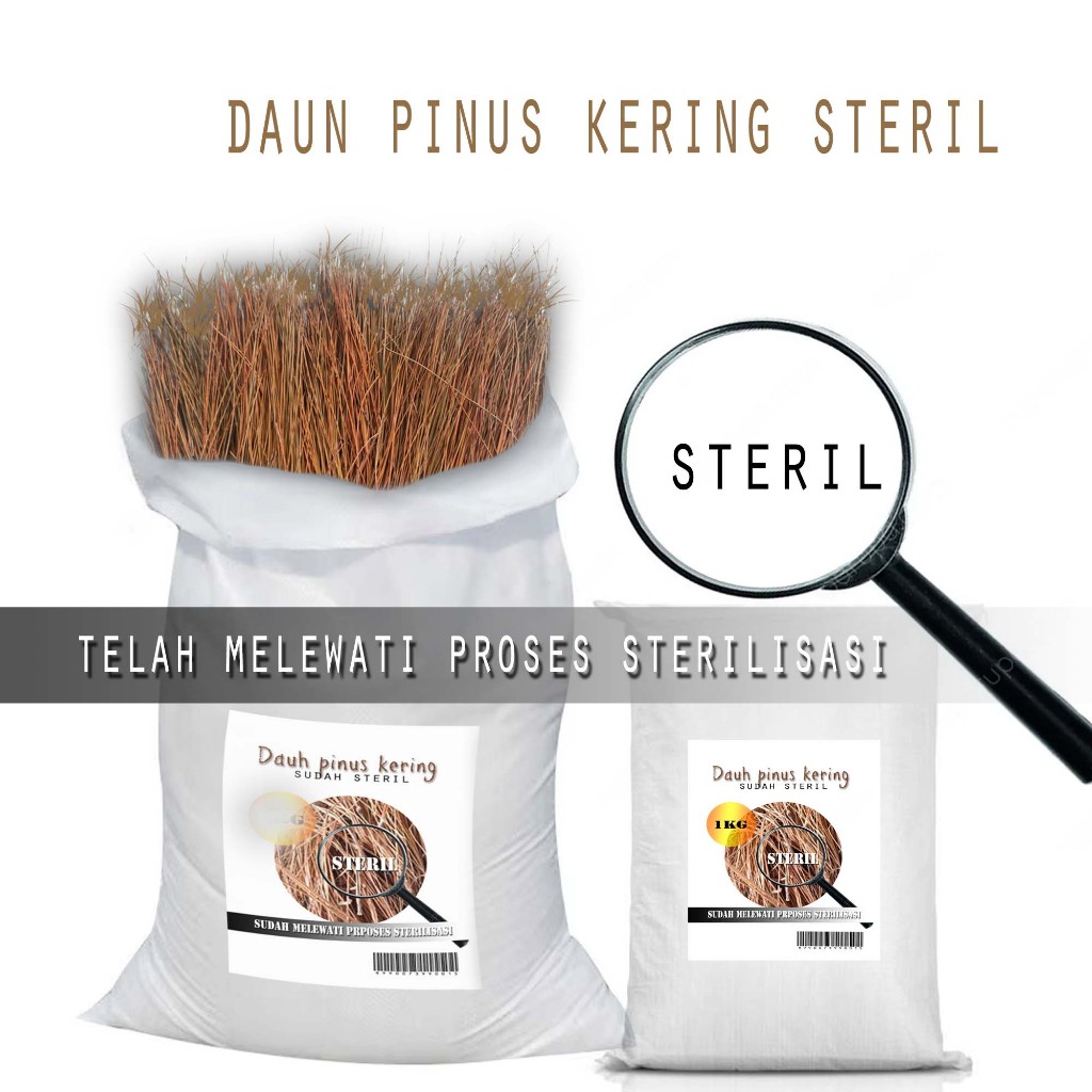 Jual Daun pinus daun cemara kering 300gram steril media tanam dan ...