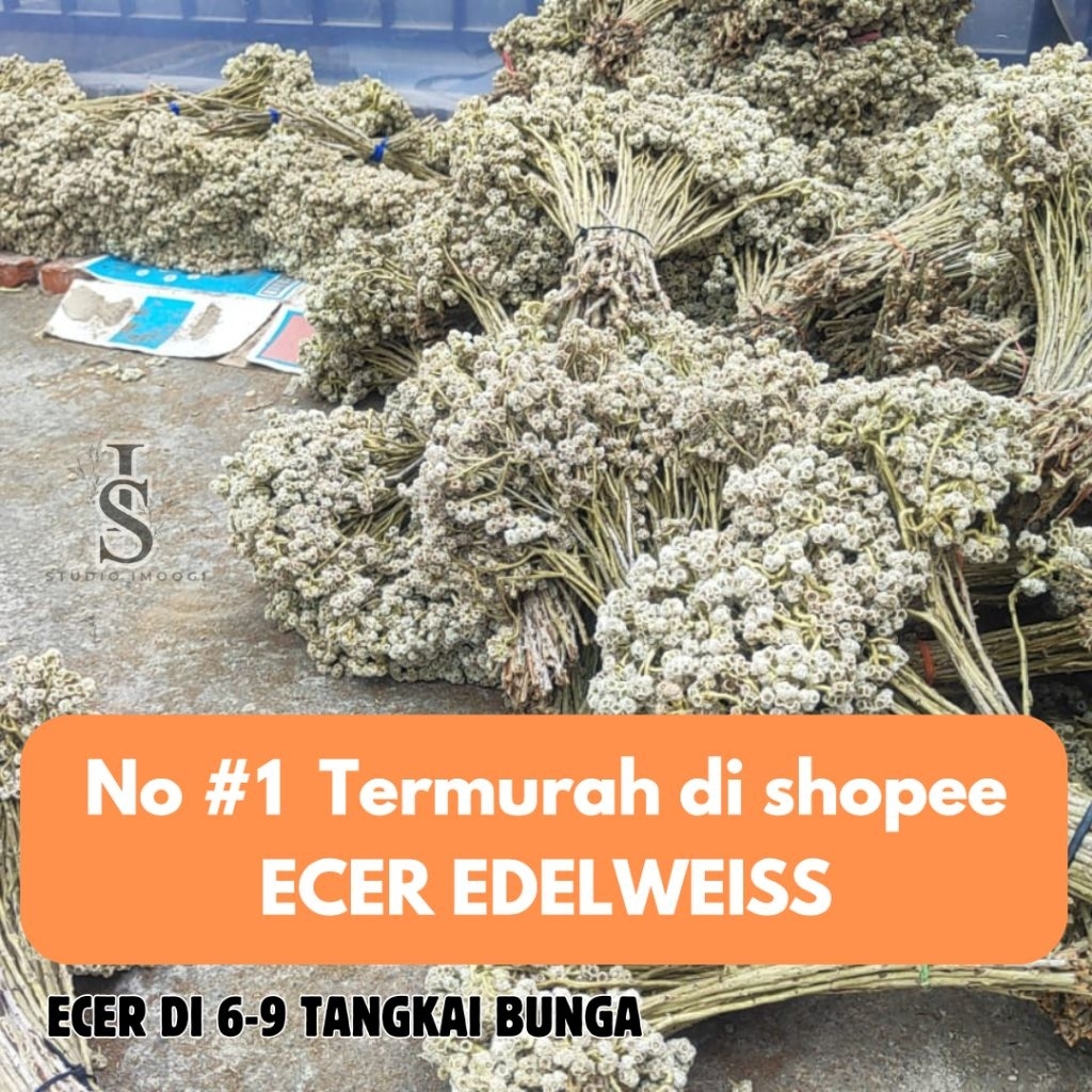 Jual ECER 6-7 tangkai BUNGA EDELWEIS KERING BUNGA ABADI JENIS BROMO ...