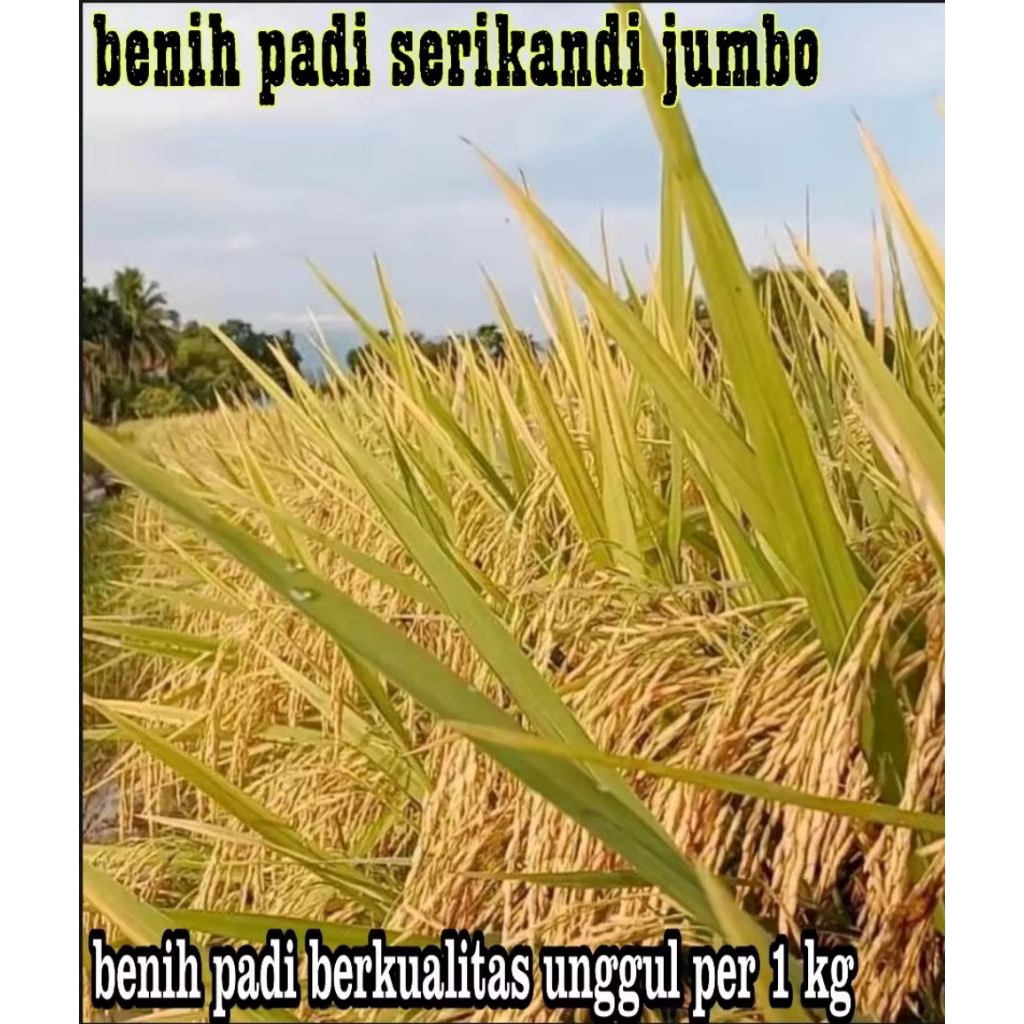 Jual BENIH PADI SRIKANDI JUMBO BERKUALITAS ORIGINAL KEMASAN 1KG | Shopee Indonesia