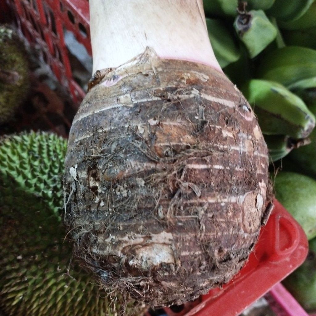 Jual Bentoel / Bentul (umbi-umbian) per biji | Shopee Indonesia