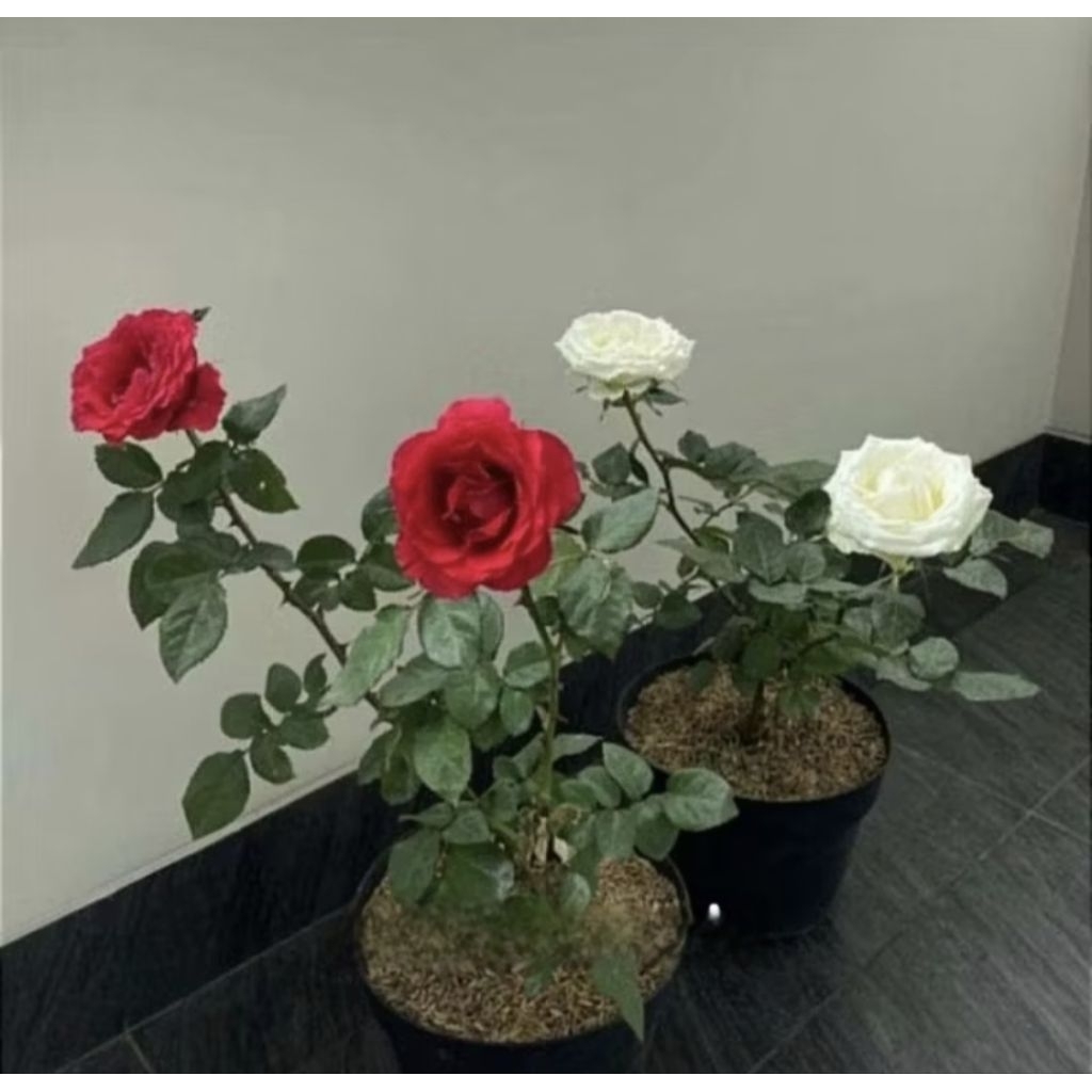 Jual Paket 2 Pohon Mawar Bunga Merah / Putih Pohon Bunga Mawar Merah ...