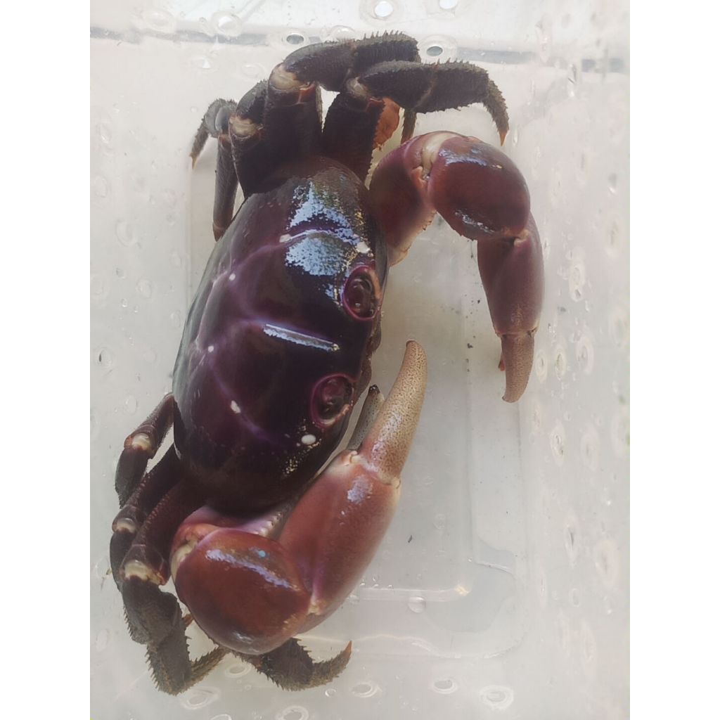 Jual Kepiting Lalandi kepiting darat tawar Aquascape | Shopee Indonesia