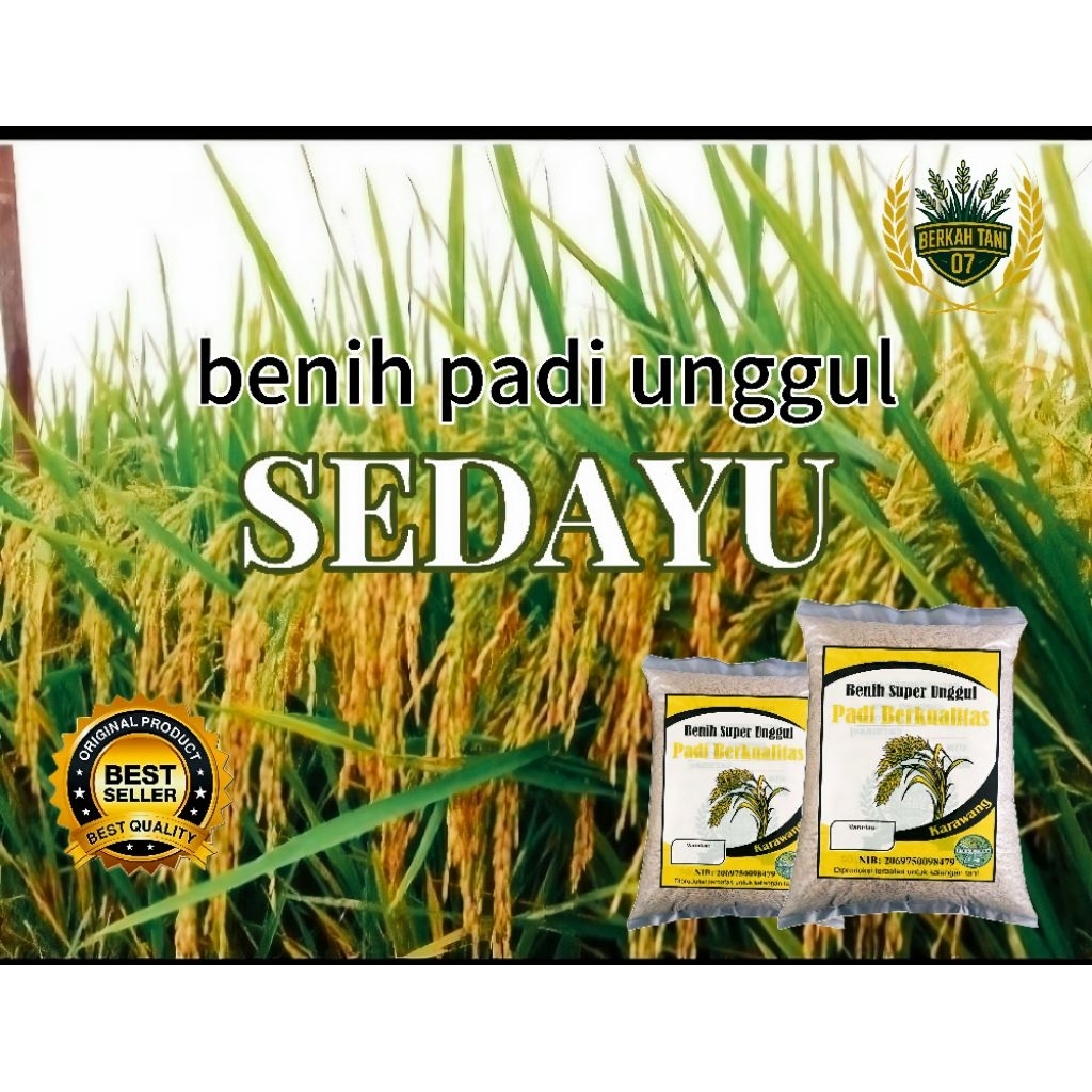 Jual benih padi unggul SEDAYU super, (2kg) | Shopee Indonesia