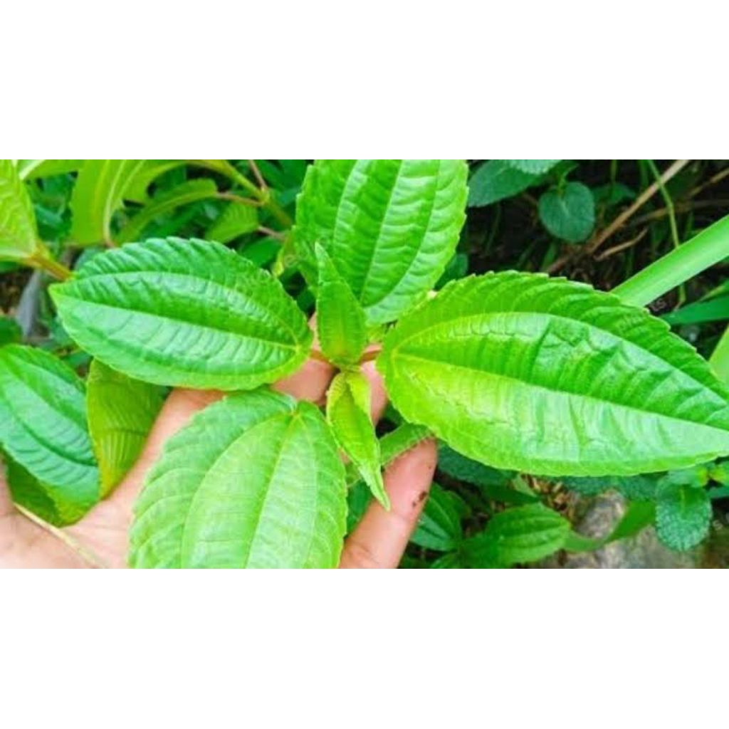 Jual Daun Pohpohan fresh organik baru petik 1 ikat | Shopee Indonesia