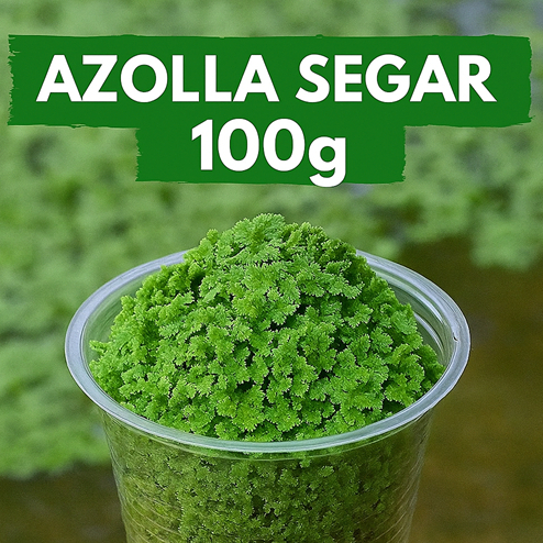 Jual Azolla 100 Gram Fresh – Pakan Alternatif Bebek Ayam Ikan & Pupuk ...