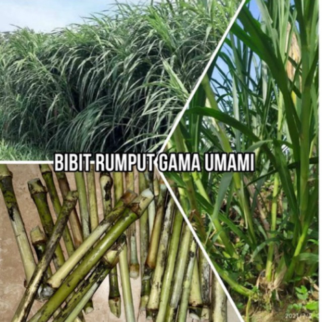 Jual Bibit Rumput (GAJAH GAMMA UMAMI) 5 Kg Isi 75-125 Batang Untuk ...