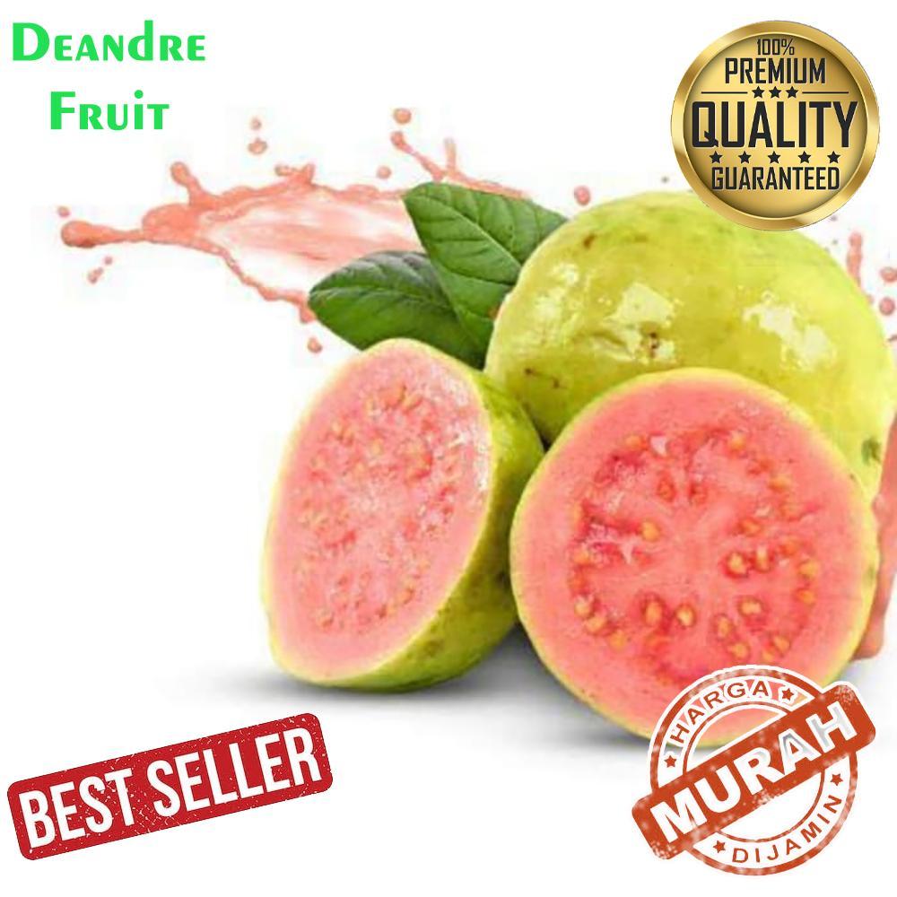 Jual GROSIR MURAH Jambu Biji Merah 500gr Red Guava Jambu Merah Biji ...