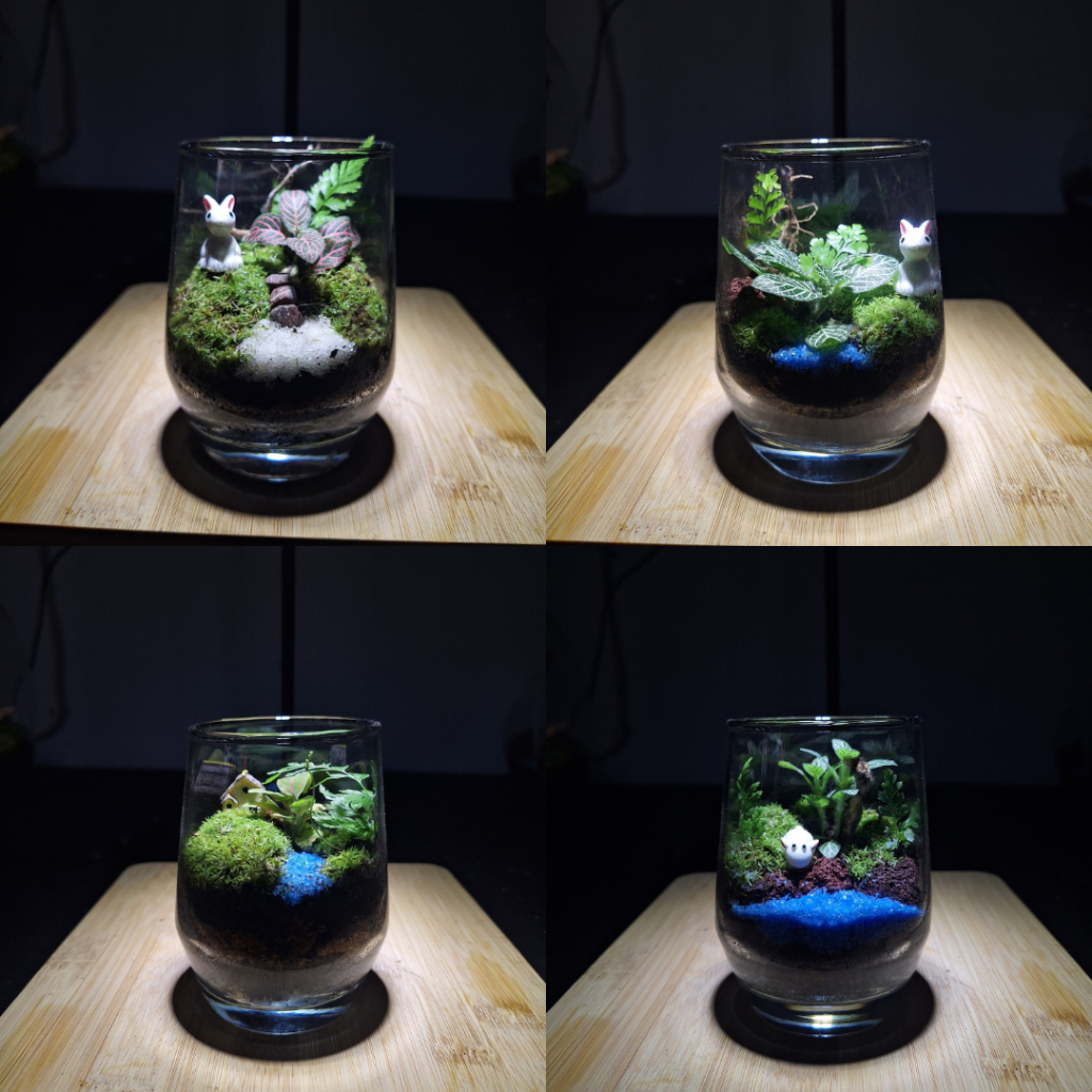 Jual Closed Terrarium - Mini Glass Forest | Terrarium Tertutup ...