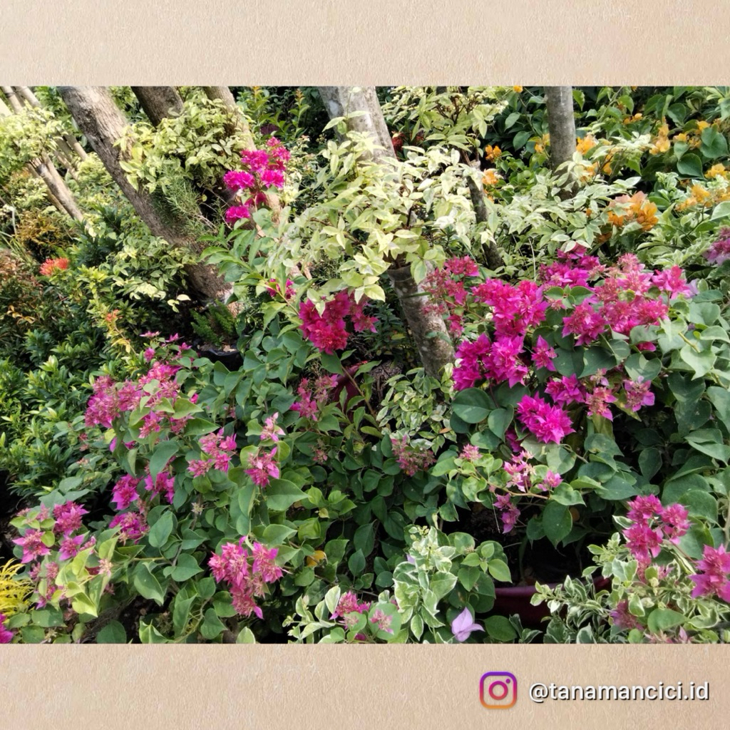 Jual tanaman hias bunga Bougenville daun hijau ada warna pink, pink tua ...
