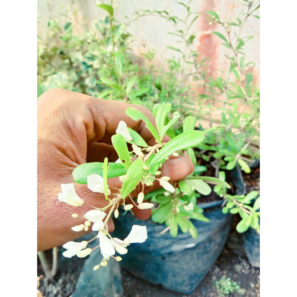 Jual bibit Saeng simbur micro Vietnam bunga putih , akar rimbun ...