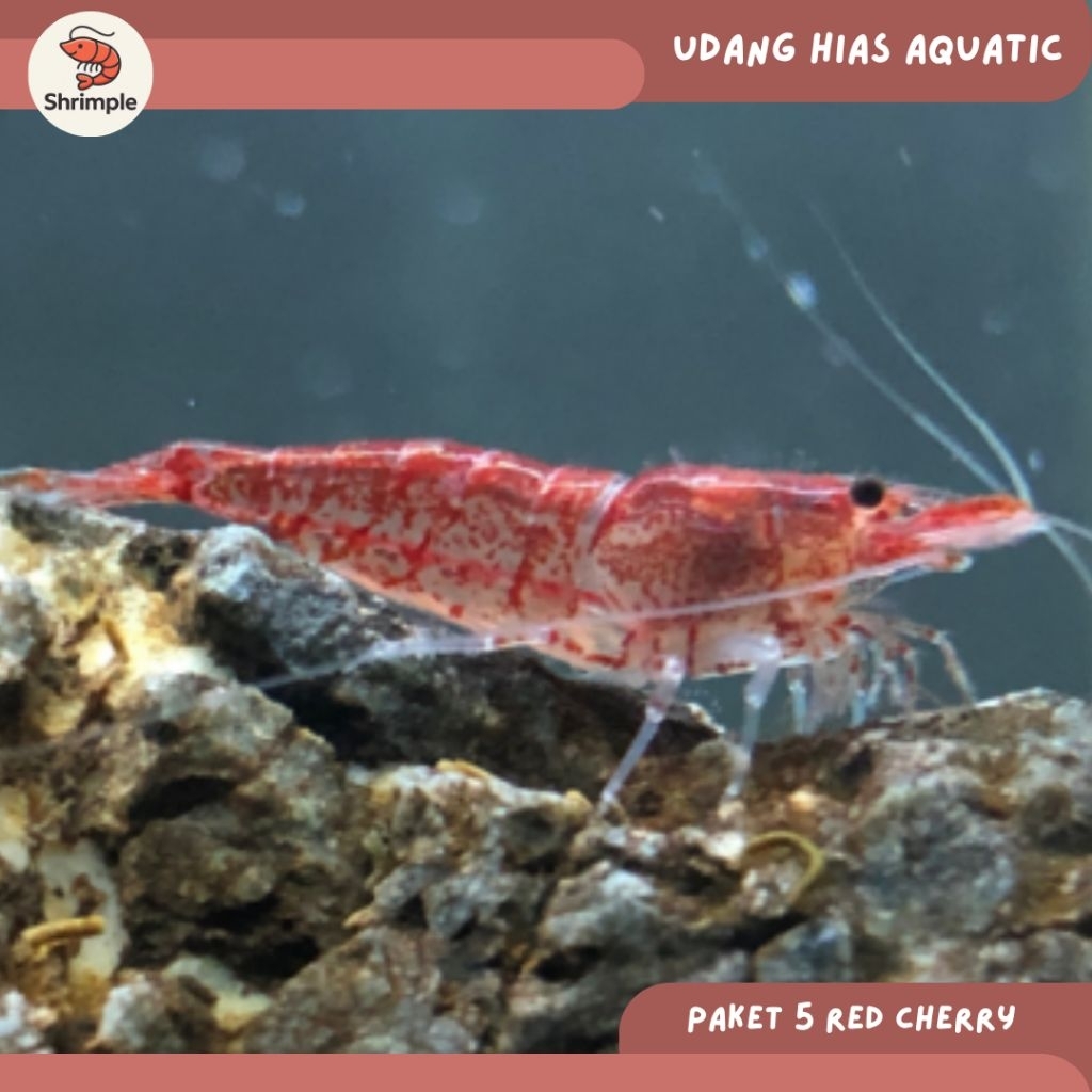 Jual Paket Udang Red Cherry (5/10) |Hiasan Aquarium |Hiasan Aquatic ...