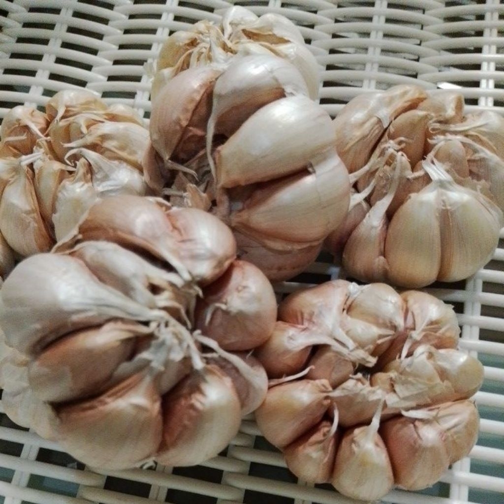 Jual Bawang Putih Honan Pilihan Fresh 1 KG | Shopee Indonesia