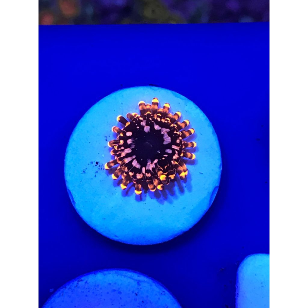 Jual Zoanthids Utter Chaos Aquaculture Frag | Shopee Indonesia