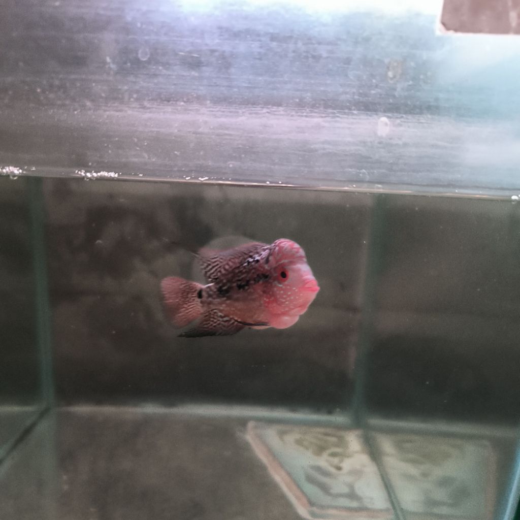 Jual Bahan Ikan Hias LOUHAN Lohan Progress ukuran 7 8 cm Merah Jenong ...