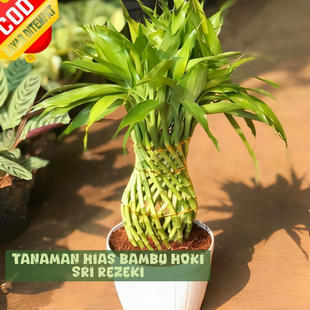 Jual Pohon bambu hoki sri rezeki tanaman hias bambu hoki | Shopee Indonesia