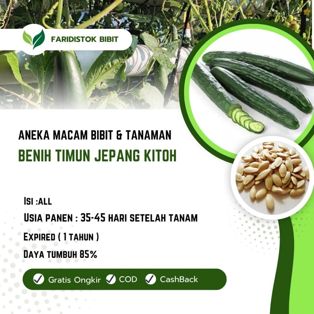 Jual 100 biji benih timun jepang kitoh | Shopee Indonesia