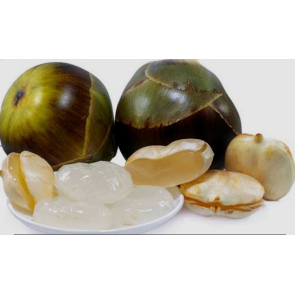 Jual BUAH KOLANG KALING 1 Kg,. #CANGKALENG buah atap, buah aren, dan ...