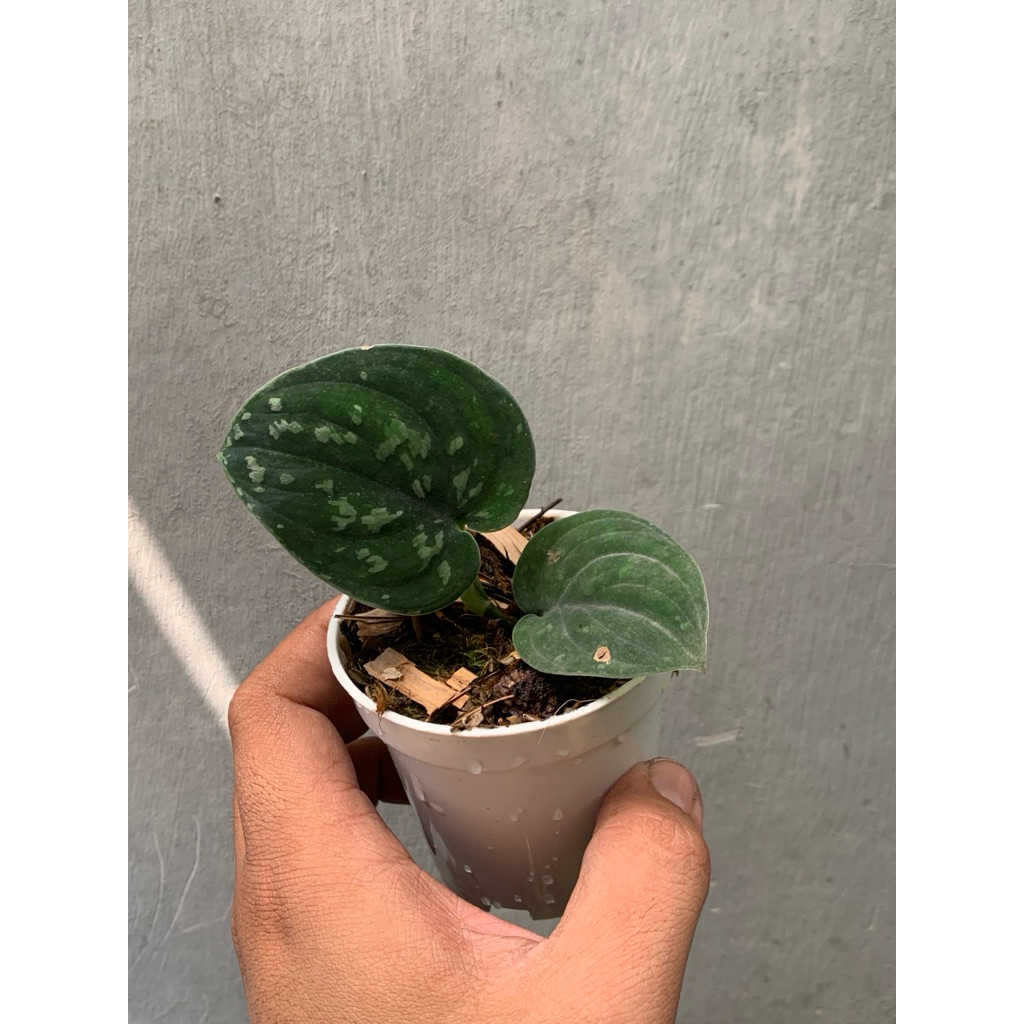 Jual Scindapsus Snake scale | Shopee Indonesia
