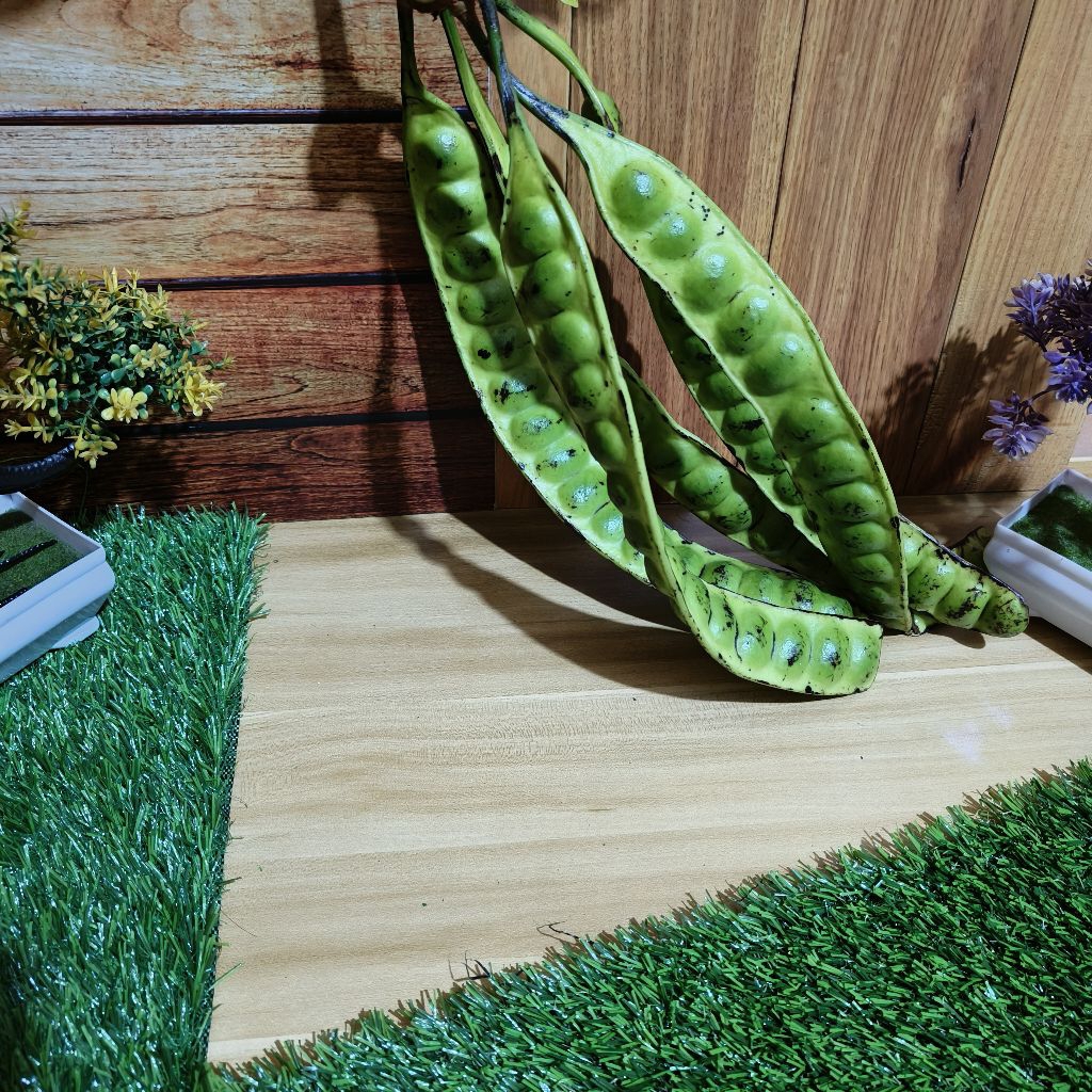 Jual Pete tua segar 5 papan/lonjor biji gede | Shopee Indonesia