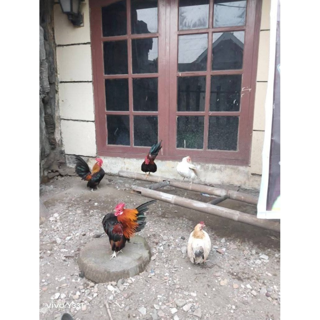 Jual Induk Ayam Serama Indukan Dewasa Bandung | Shopee Indonesia