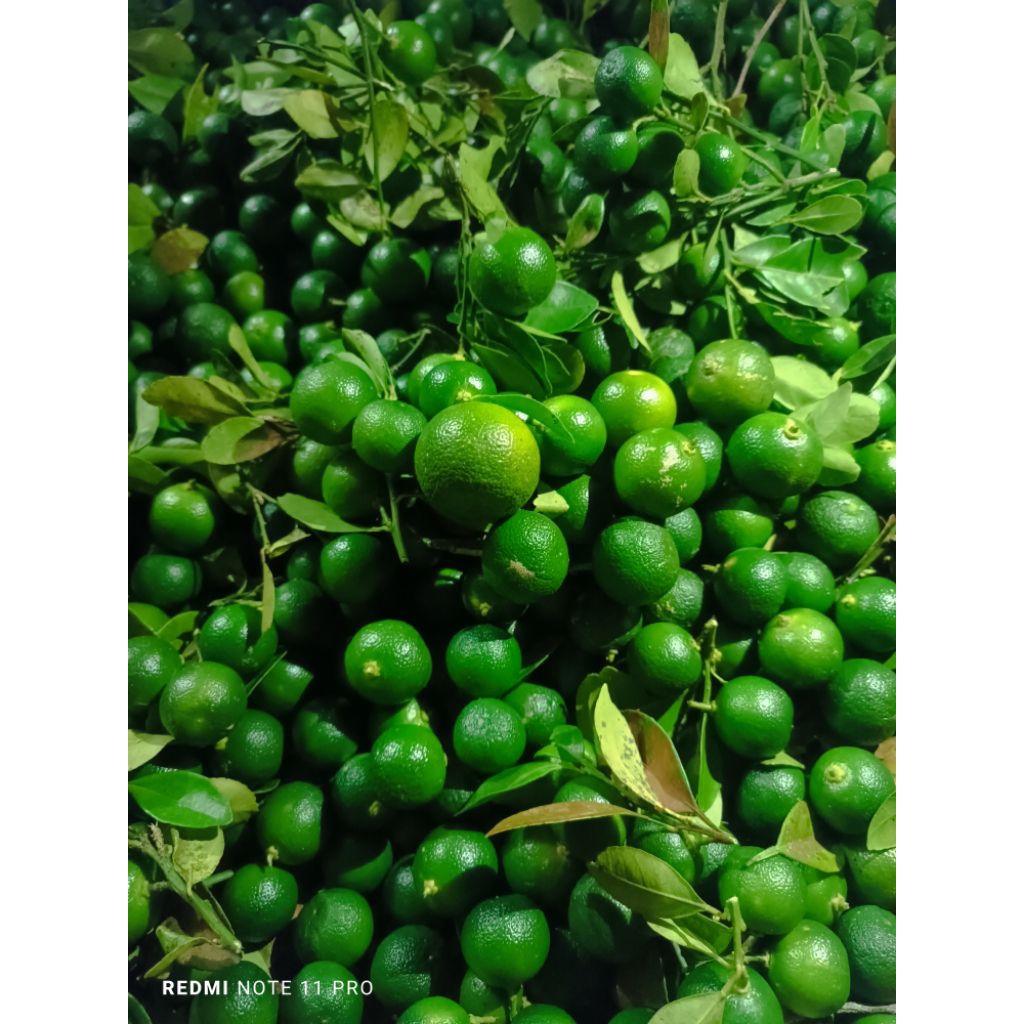 Jual JERUK SONGKIT/KASTURI FRESH SEGAR LEMON CUI UKURAN SEDANG 600gram ...