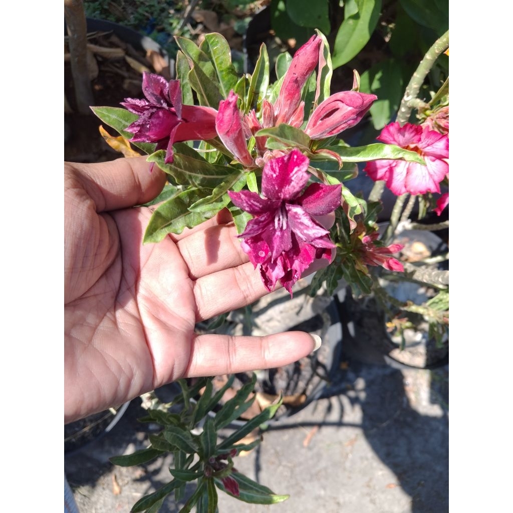 Jual adenium id Cicilia size A | Shopee Indonesia
