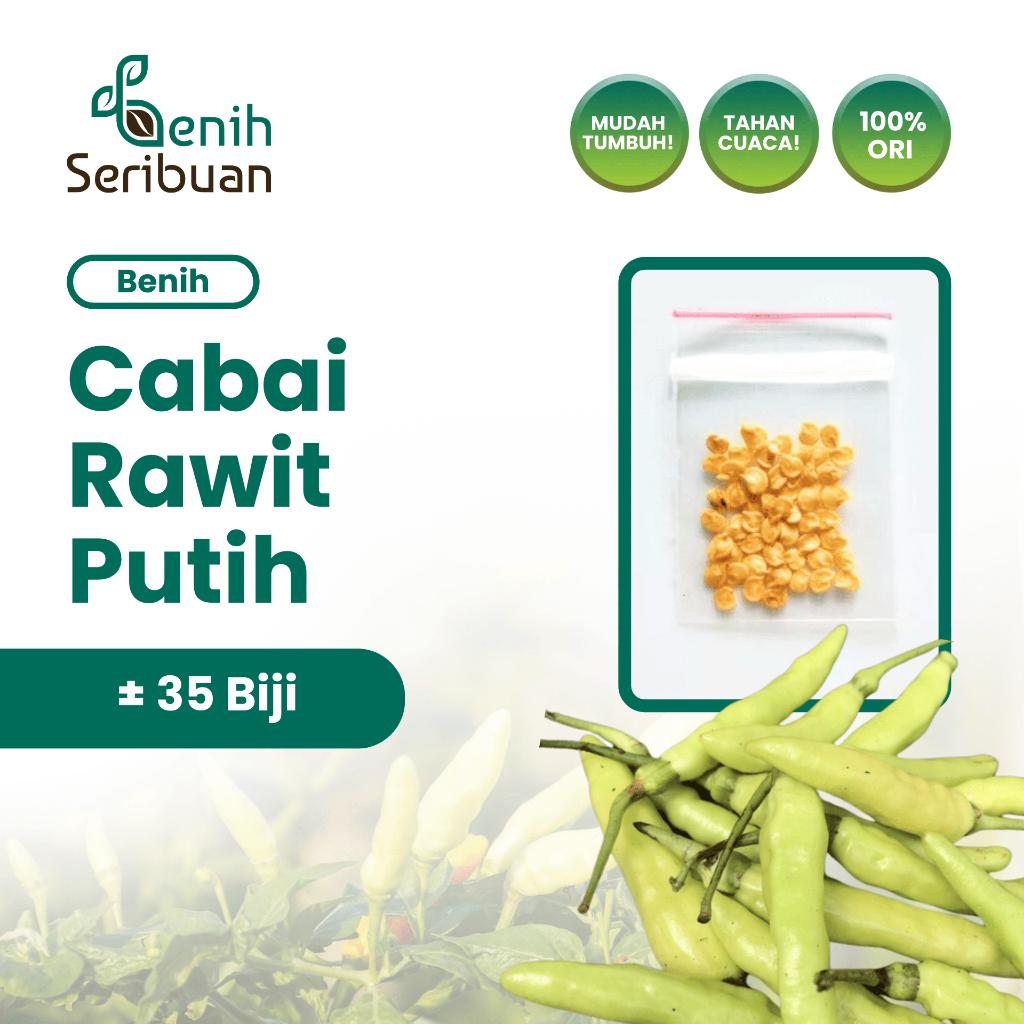 Jual 35 Bibit Cabe Rawit Putih Merunduk Benih Cabai Unggul Sayuran ...