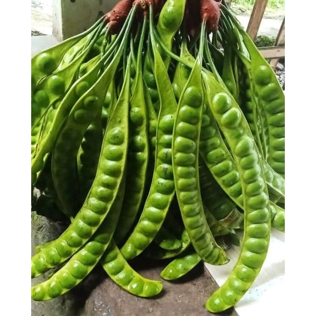 Jual pete super pilahan 10 papn feres | Shopee Indonesia