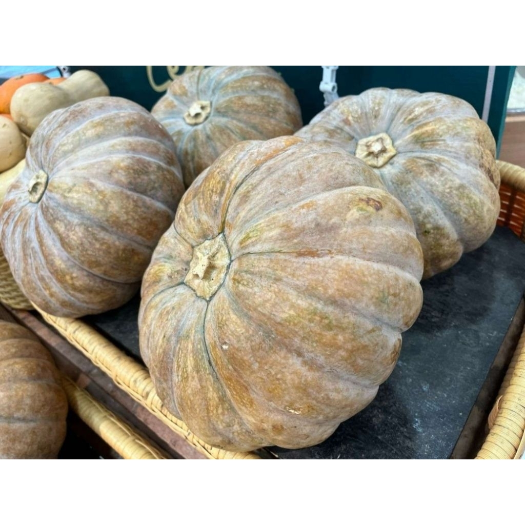 Jual Labu Parang suprema per 2,5 kg | Shopee Indonesia