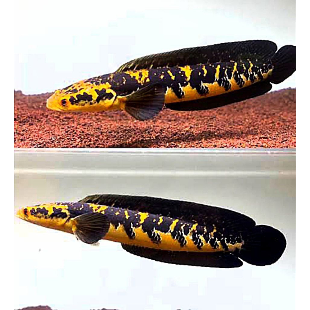 Jual Maru yellow sentarum bahan batik ,,Uk 8-10 | Shopee Indonesia