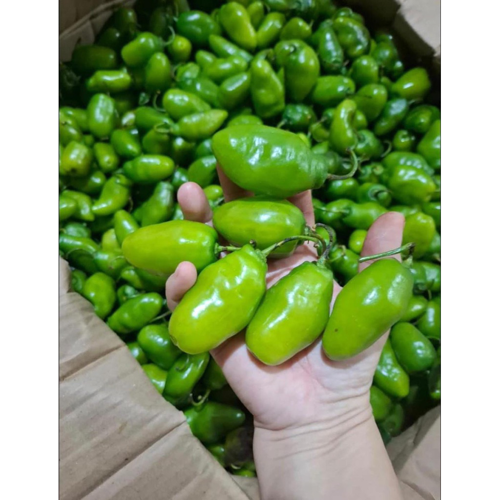 Jual Cabe Cabai Gendot/ Bendot Fresh 200 gram | Shopee Indonesia