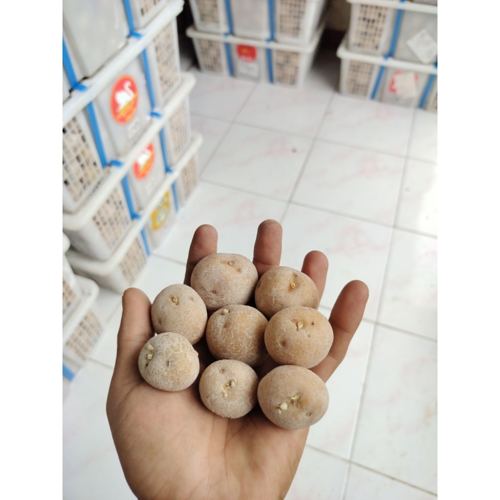 Jual Bibit kentang G0 Varietas Cipanas size M | Shopee Indonesia