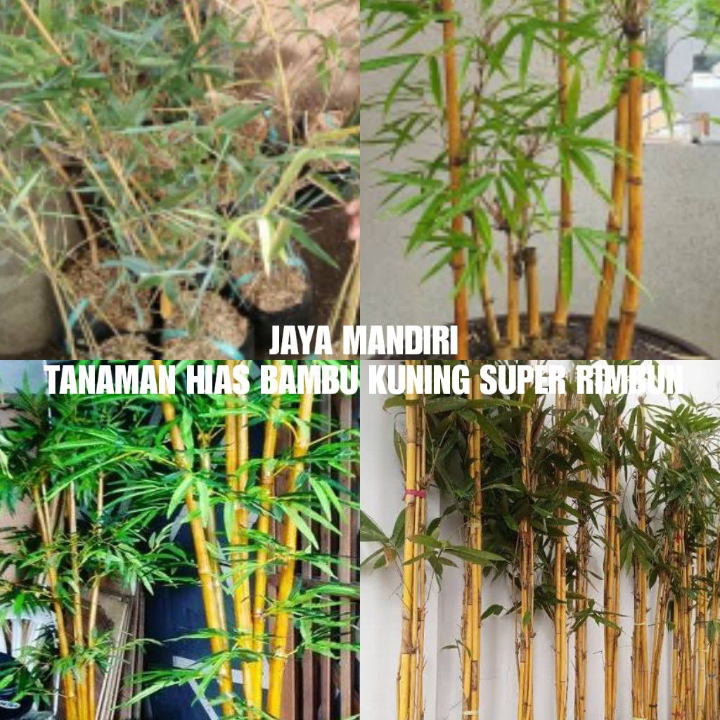 Jual TANAMAN HIAS BAMBU KUNING SUPER (MINI/TAMAN) | Shopee Indonesia