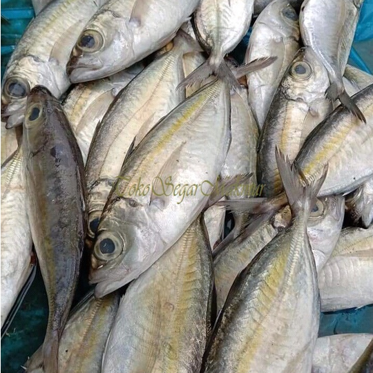 Jual Ikan Kembung Segar 1Kg Ikan Kembung Mata Besar Ikan Bentong ...
