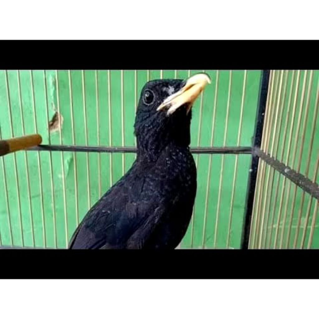 Jual Burung Ciung Batu Biru Jantan Mulus Terbaik | Shopee Indonesia