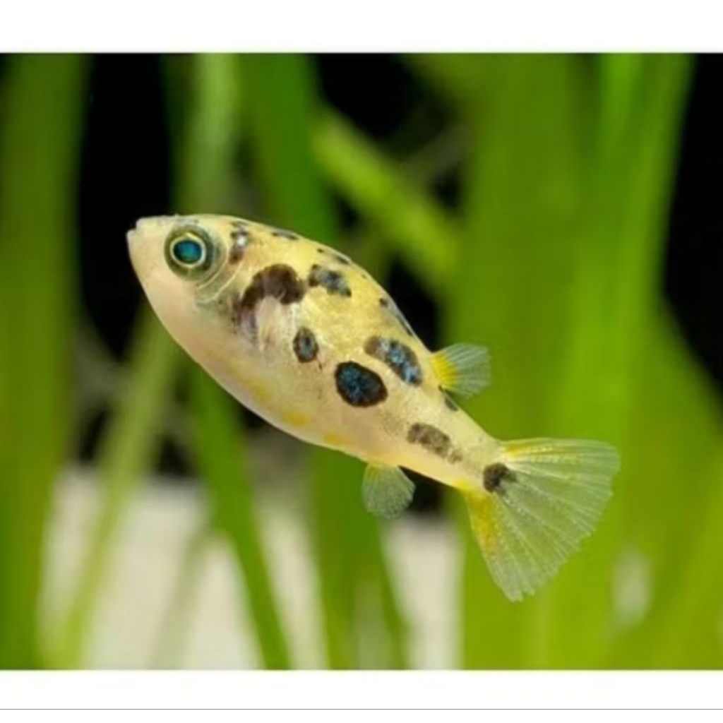 Jual Mini Puffer Fish | Dwarf Puffer | Pea Puffer | pembasmi keong hama ...