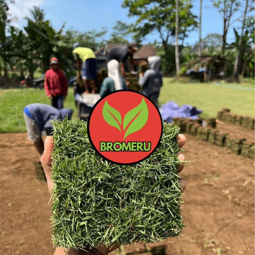 Jual Rumput Jepang Hidup Tanaman Hias di taman /rumput Peking/ makam ...