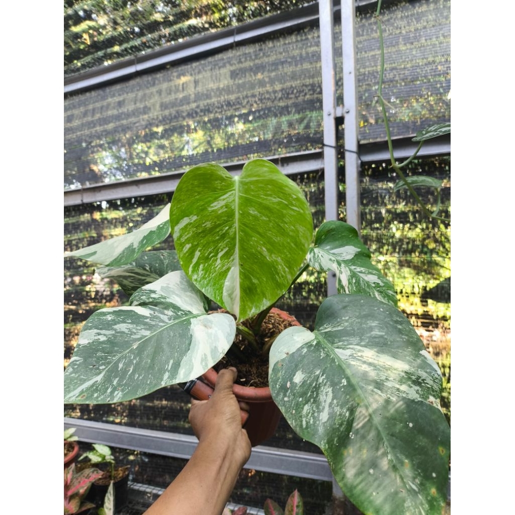 Jual Monstera Variegata Marble | Shopee Indonesia