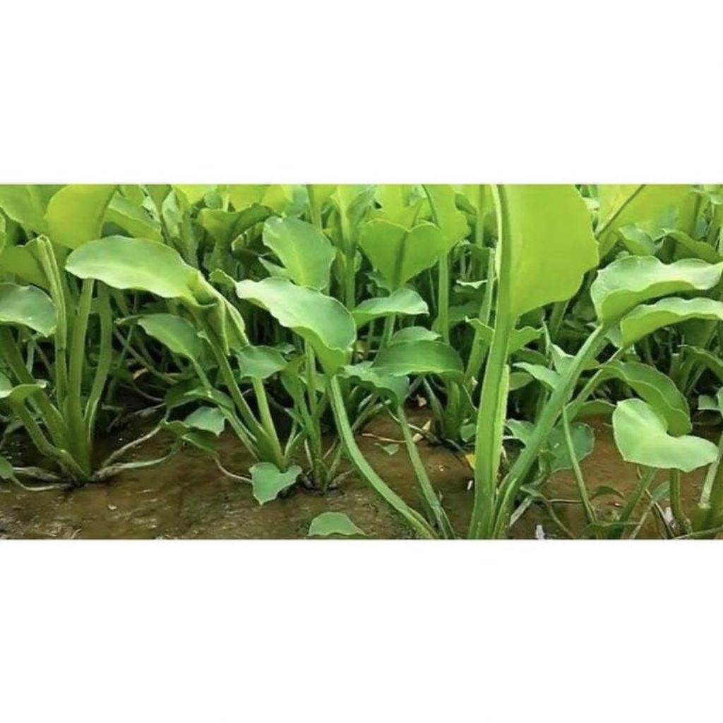 Jual Benih Tanaman Genjer / Gendot ( 500 Butir ) | Shopee Indonesia