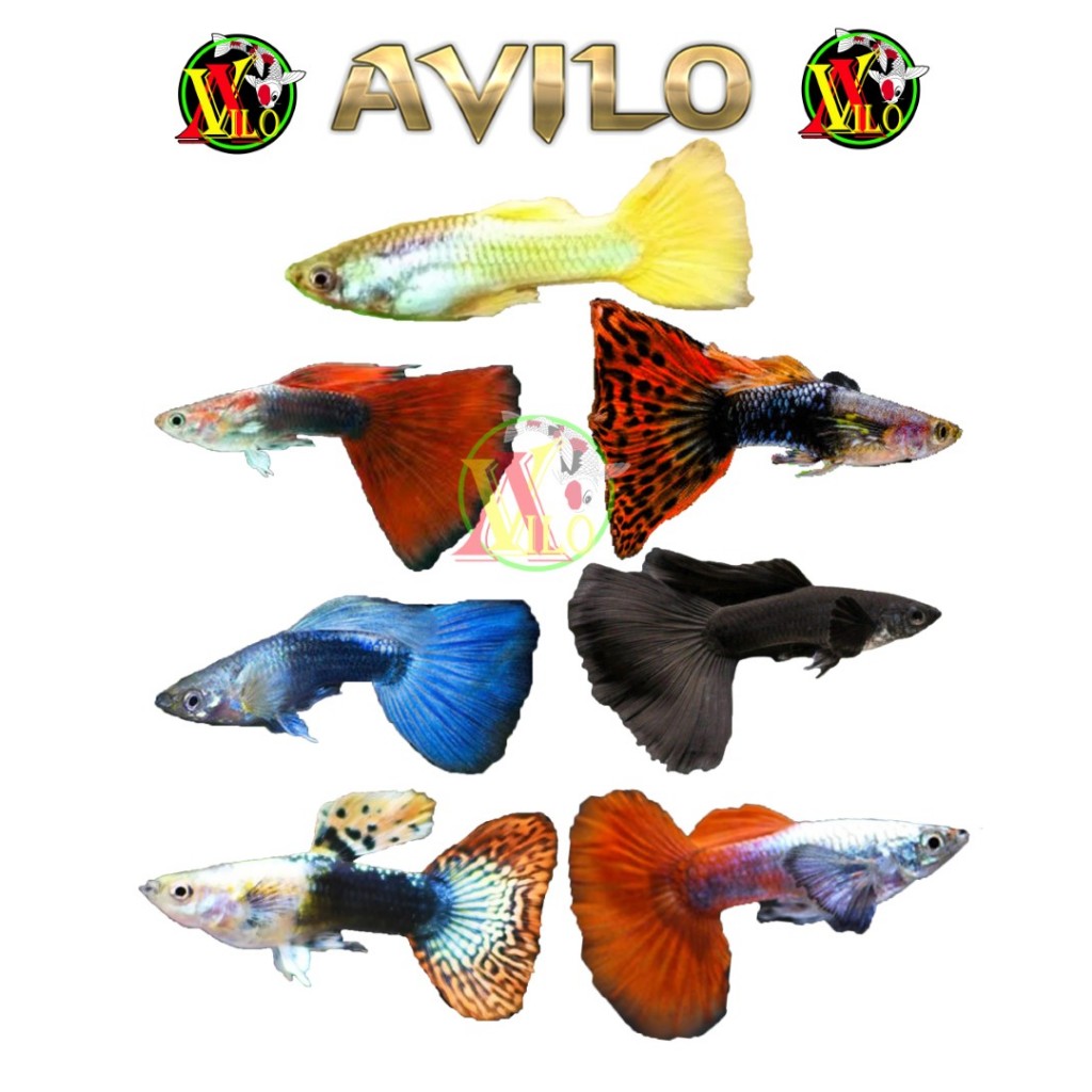 Jual PAKET 10 EKOR ikan hias aquascape gupi guppy fish jenis dan warna rendom mix | Shopee Indonesia