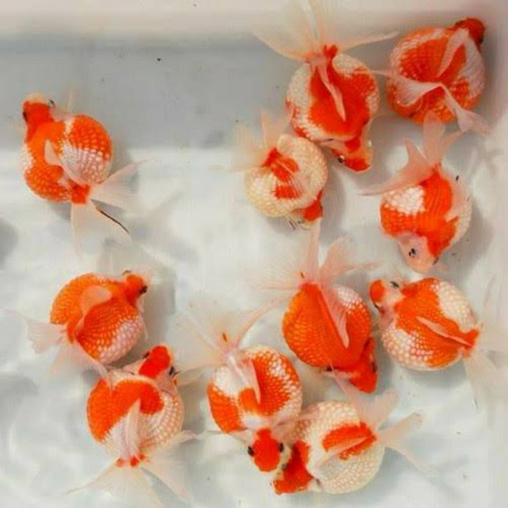 Jual paket 3 pcs k0ki mutiara mutik gemoyyy | Shopee Indonesia