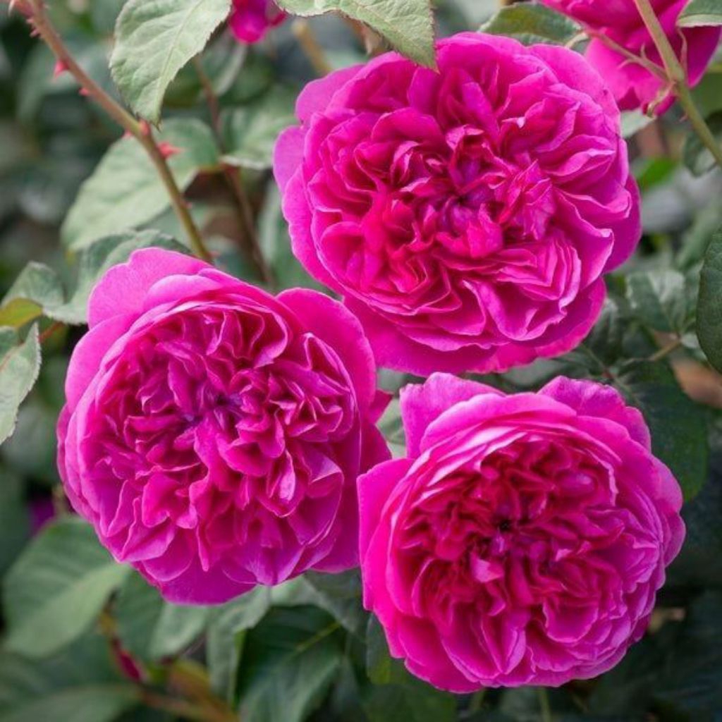 Jual MAWAR IMPORT KATE ROSE (remaja) | Shopee Indonesia
