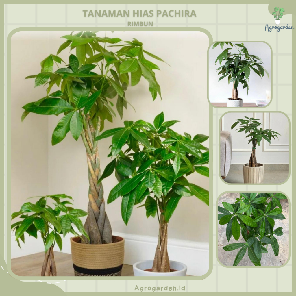Jual tanaman hoki pachira kepang / pohon uang atau money tree - Tanaman Hias Pachira - Money ...