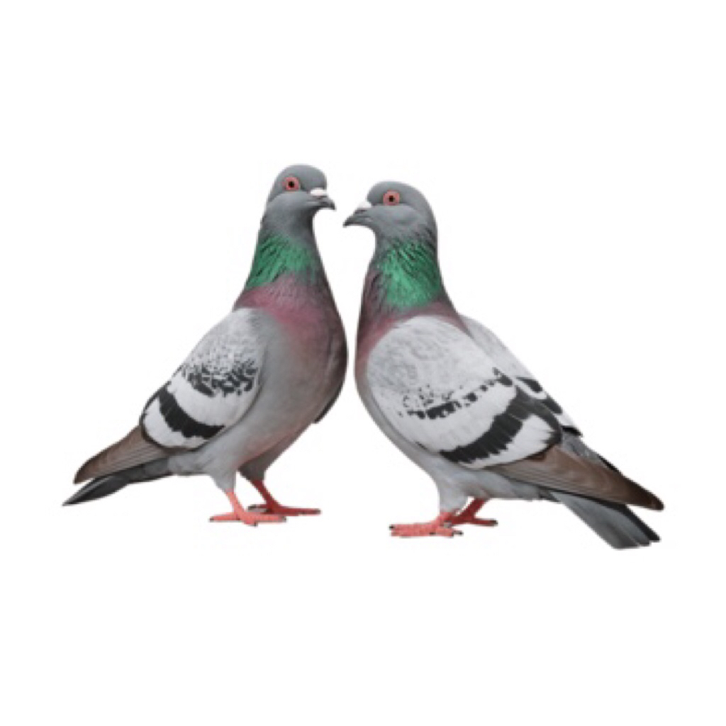 Jual BURUNG DARA MERPATI SATUAN/SEPASANG | Shopee Indonesia