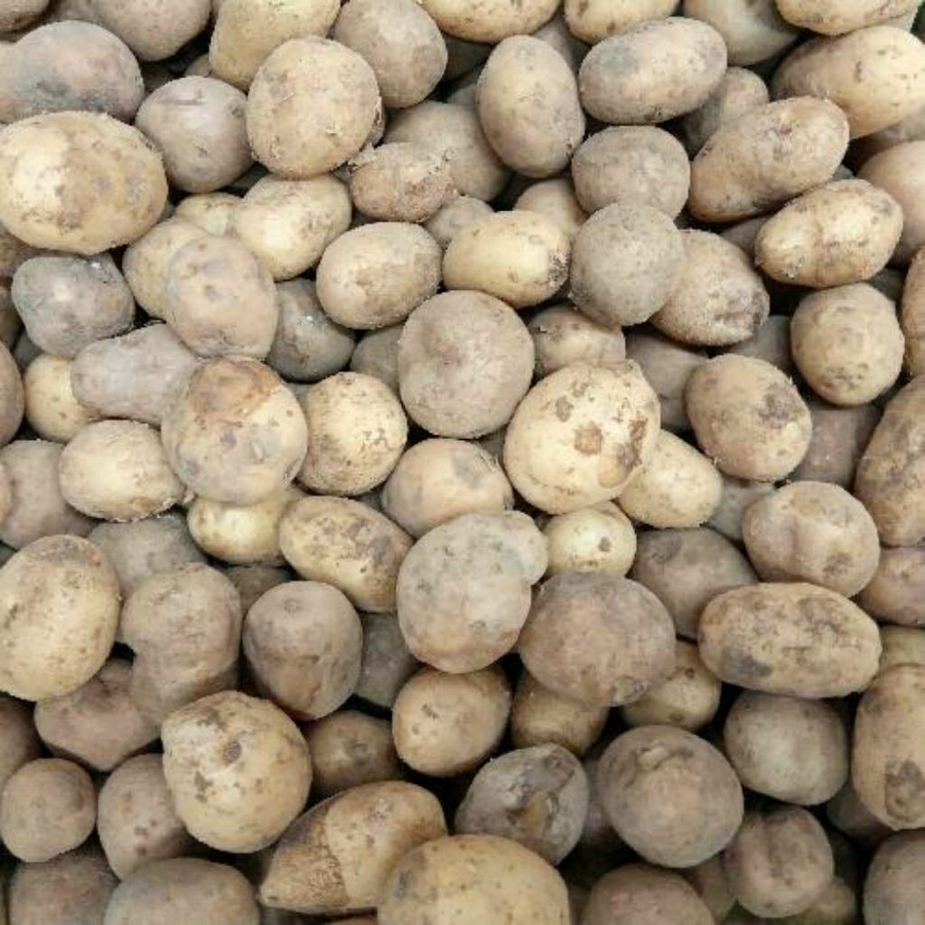 Jual KENTANG DIENG MINI / BABY POTATO /RENDANG 1Kg (BISA COD) | Shopee ...